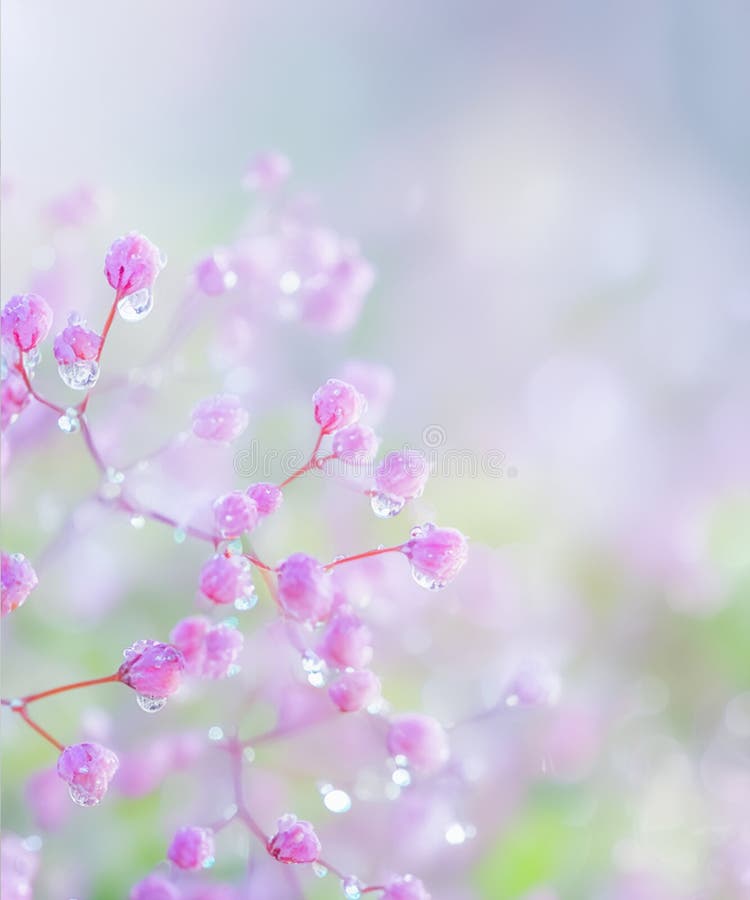 Spring Flowers Rain Drops, Abstract Blurred Background Flowers Fresh ...