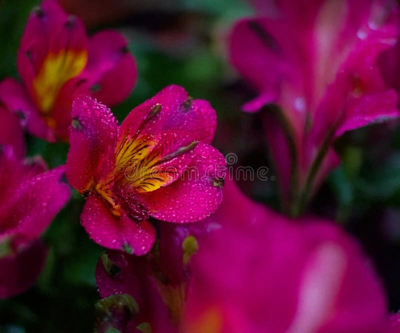 Spring Flowers Rain Drops, Abstract Blurred Background Flowers Fresh ...