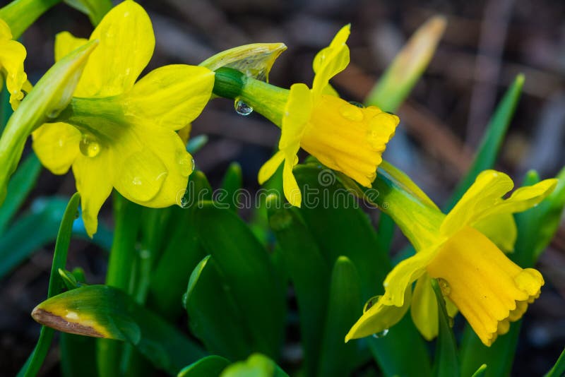 Spring Flowers after Rain stock photo. Image of spring - 68235288