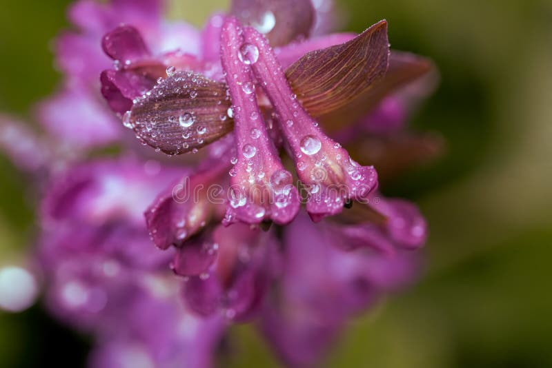 Spring flowers after rain stock photo. Image of garden - 216269466