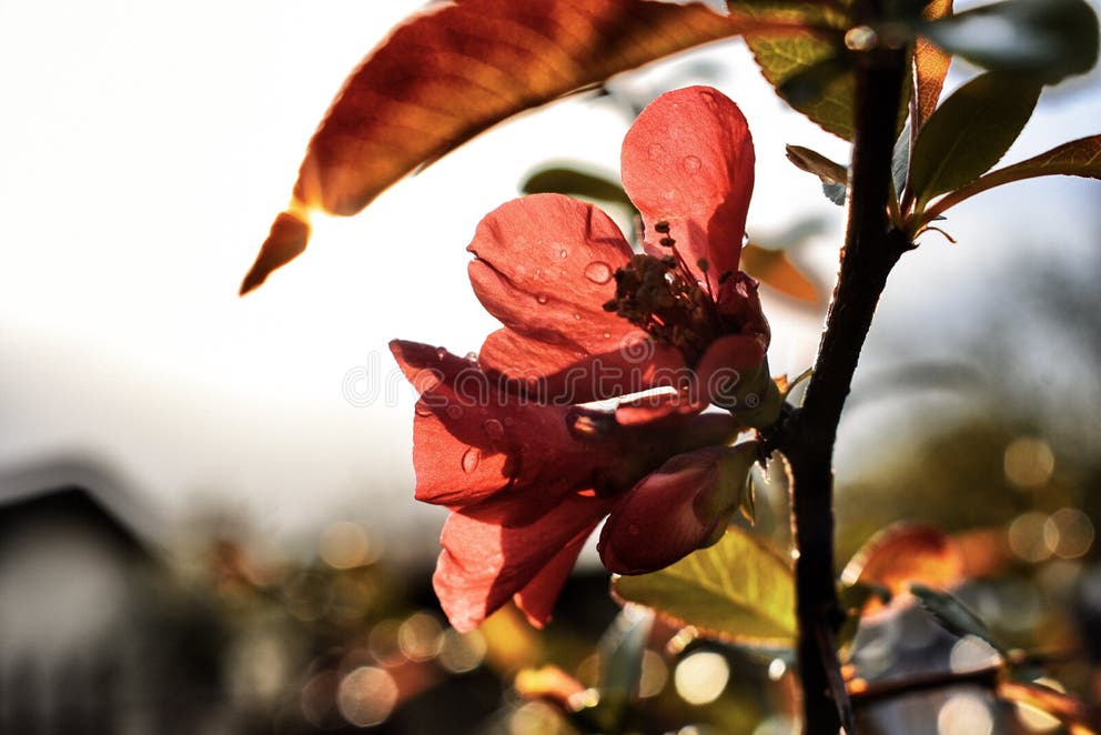 Spring flowers after rain stock image. Image of flower - 200426339
