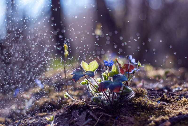 Spring Flowers in the Rain with the Sun Shining Stock Photo - Image of ...