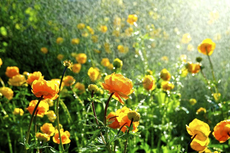 Spring flowers in the rain stock photo. Image of closeup - 91068620