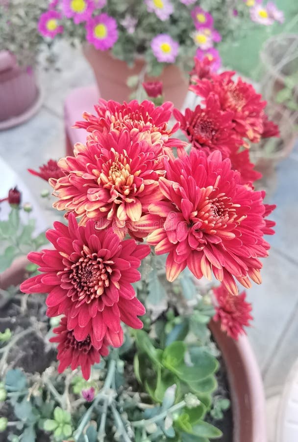 Spring flowers are red stock photo. Image of spring - 259611700