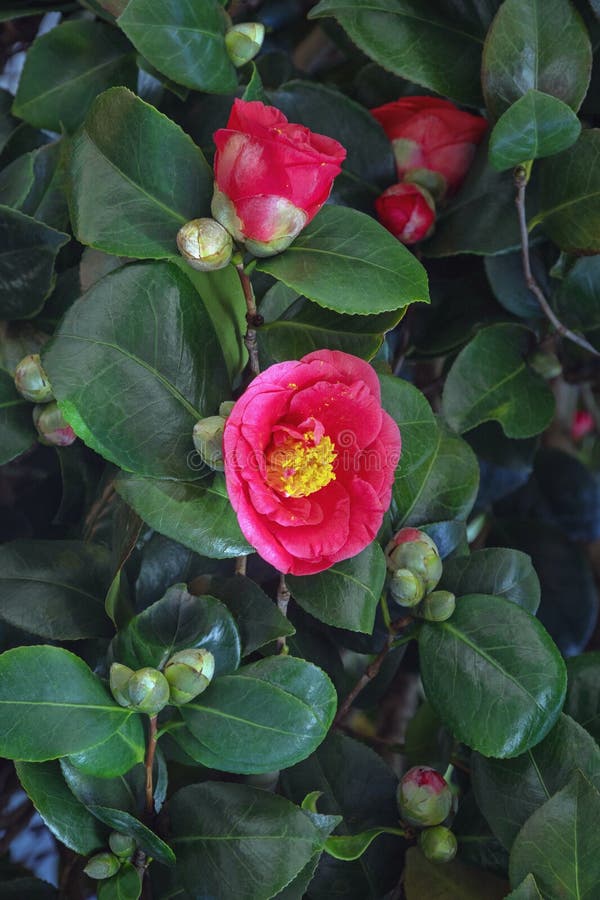 Spring Flowers. Red Flowers of Camellia Stock Image - Image of ...