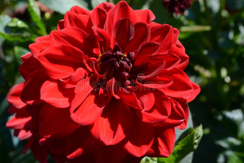 Spring Flowers. Red Flower in a Flower Bed Stock Image - Image of ...
