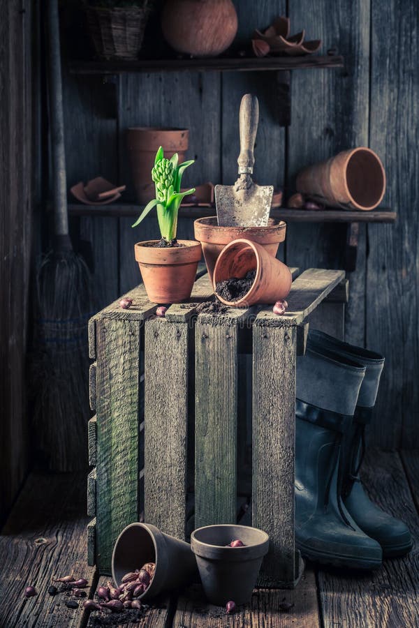 Spring Flowers and Red Pots in Wooden Shed Stock Image - Image of ...