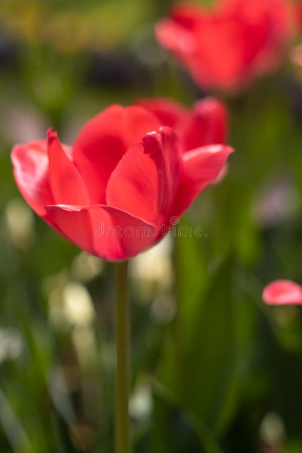 Spring Flowers Red Tulips. Beautiful Red Flowers Stock Image - Image of ...