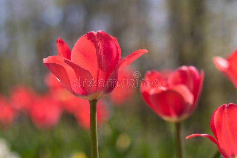 Spring Flowers Red Tulips. Beautiful Red Flowers Stock Photo - Image of ...