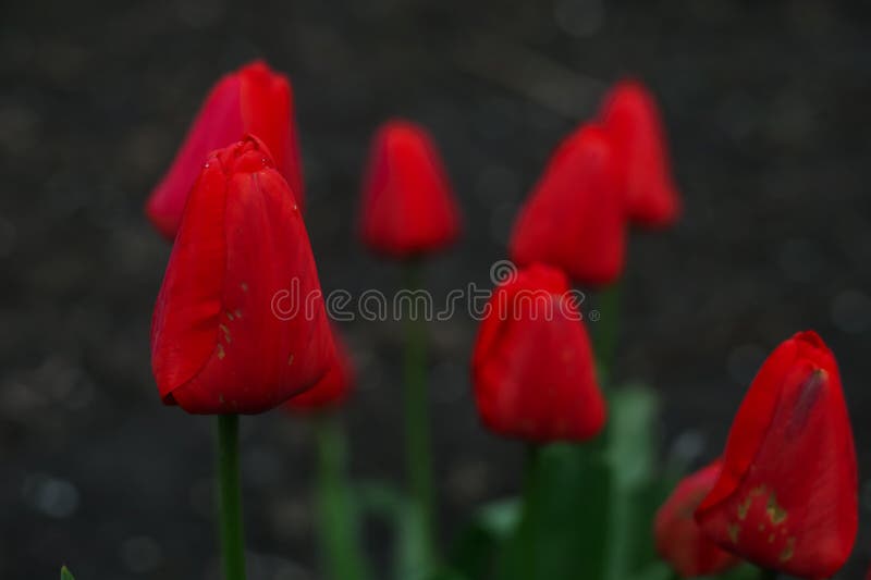 Tulips Closed Red Spring Flowers Top View Stock Image - Image of stem ...