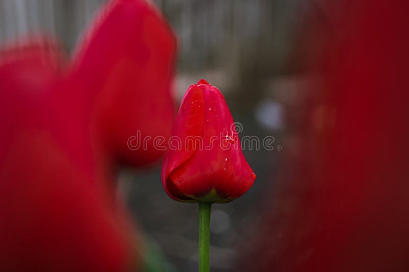 Tulips Closed Red Spring Flowers Top View Stock Image - Image of ...