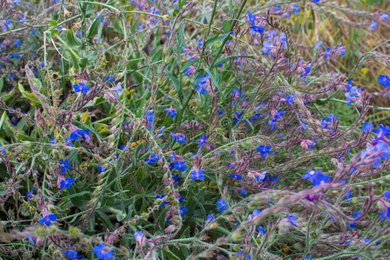 Wildflowers Rhodes Stock Photos - Free & Royalty-Free Stock Photos from ...