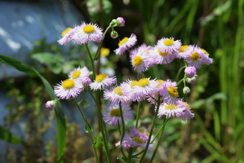 Philadelphia fleabane stock photo. Image of daisy, leaf - 115541794