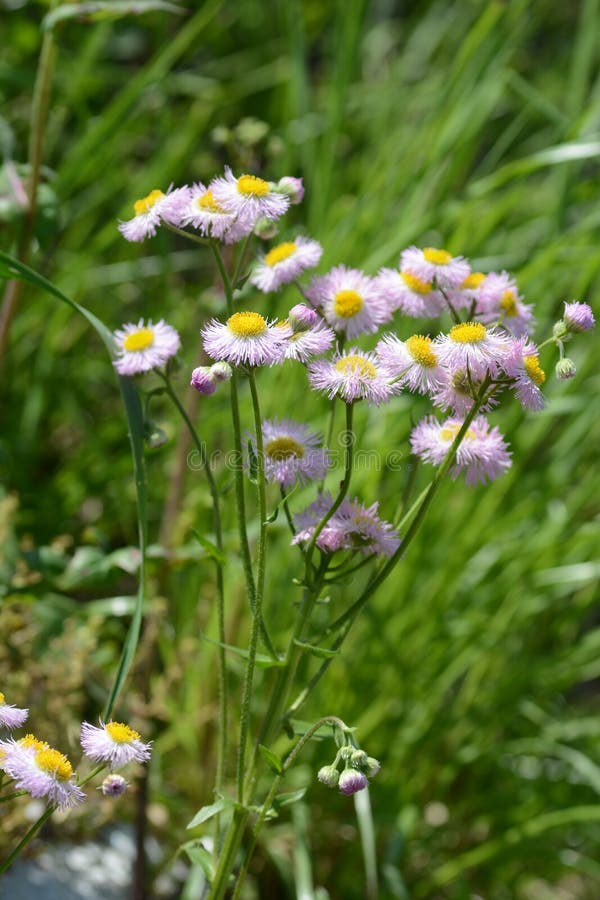 Philadelphia fleabane stock image. Image of flora, erigeron - 115541801