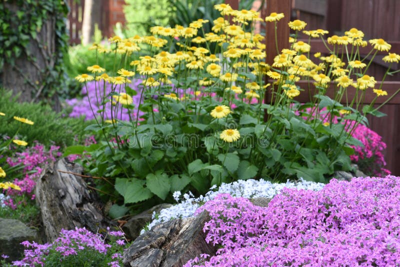 Spring Flowers in Rock Garden Stock Image - Image of scene, rock: 118186813