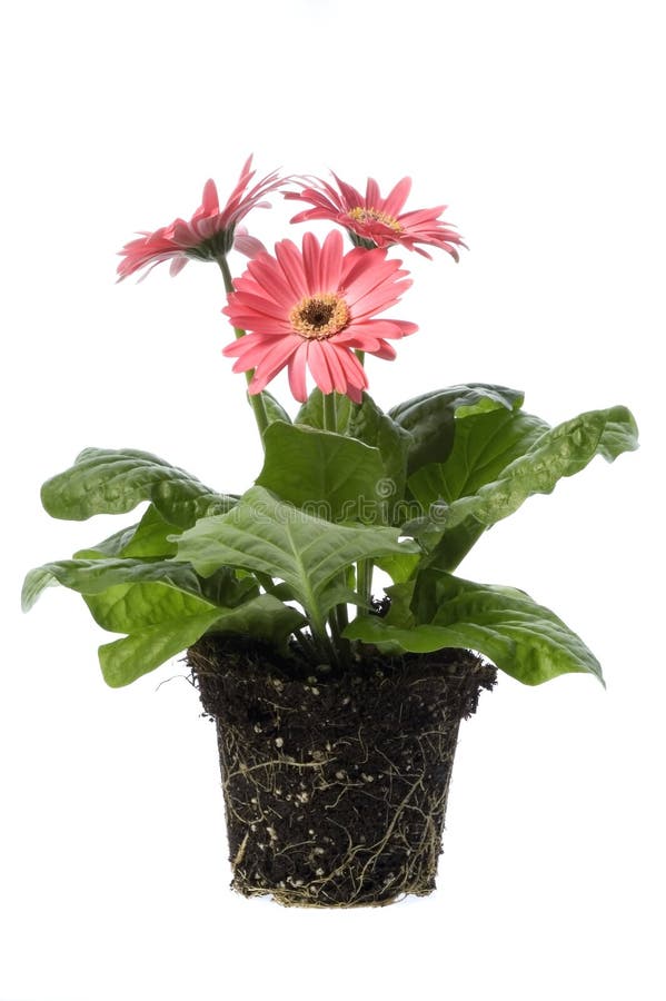 Spring Flowers with Root System Stock Photo - Image of greenery ...