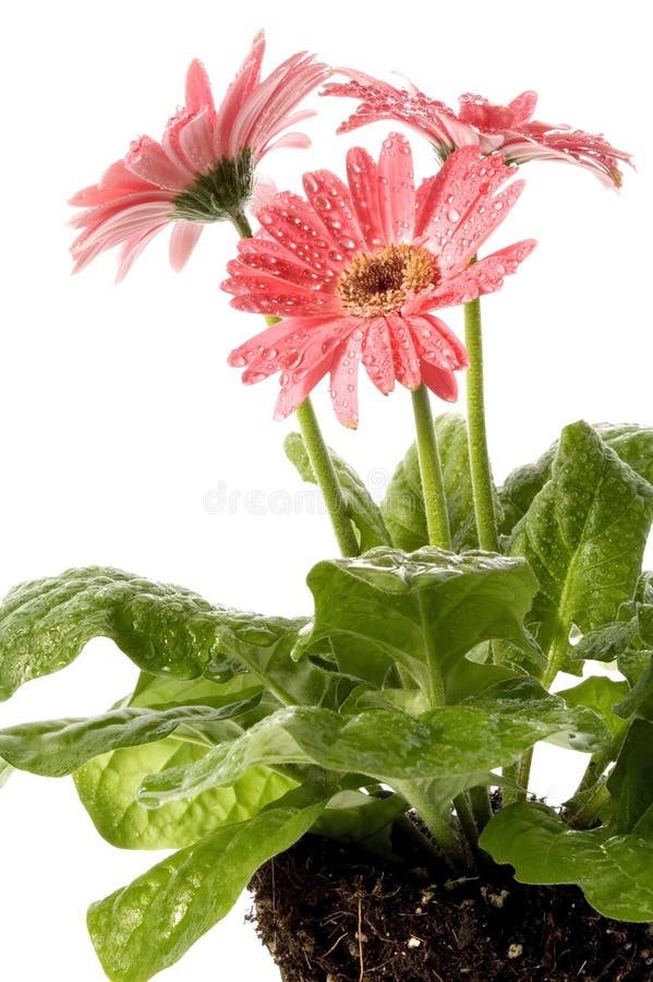 Spring Flowers with Root System Stock Photo - Image of greenery ...