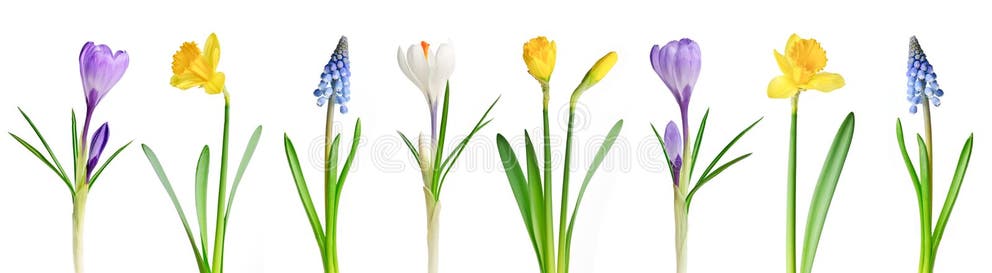 Spring flowers in a row stock image. Image of bright - 13799349