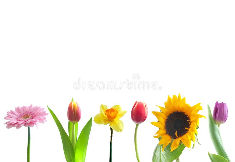 354 Row Assorted Flowers Stock Photos - Free & Royalty-Free Stock ...