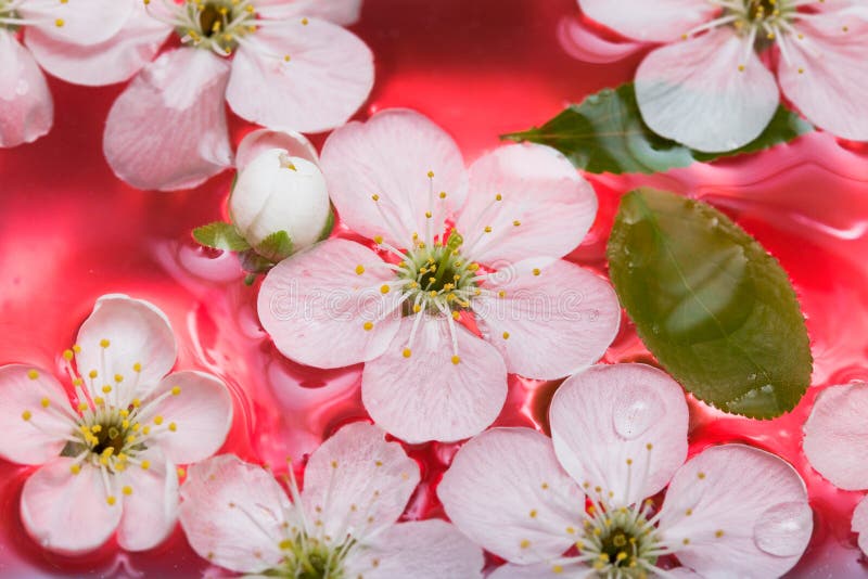 Spring flowers of sakura stock image. Image of fragrant - 9208921