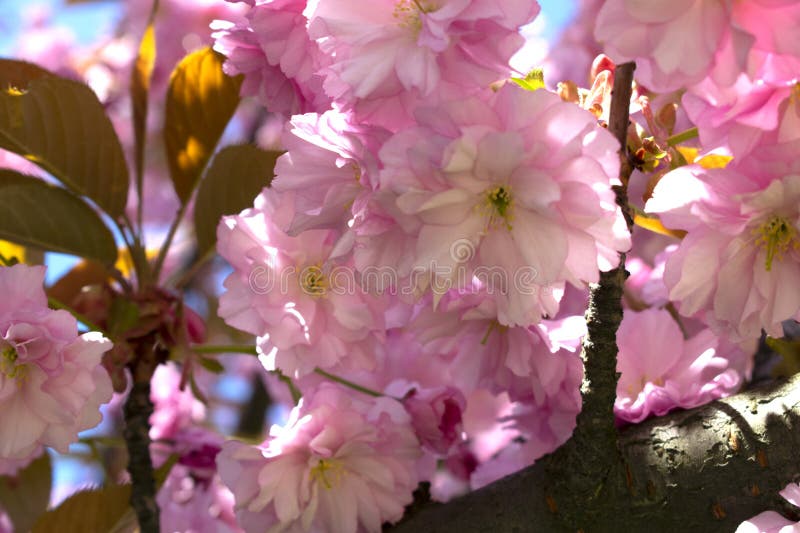 Spring Flowers, Sakura Tree, Pink Flowers Stock Image - Image of ...