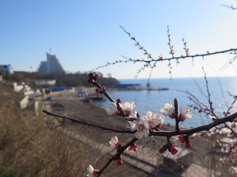 Spring flowers and sea stock image. Image of coast, fence - 188582719