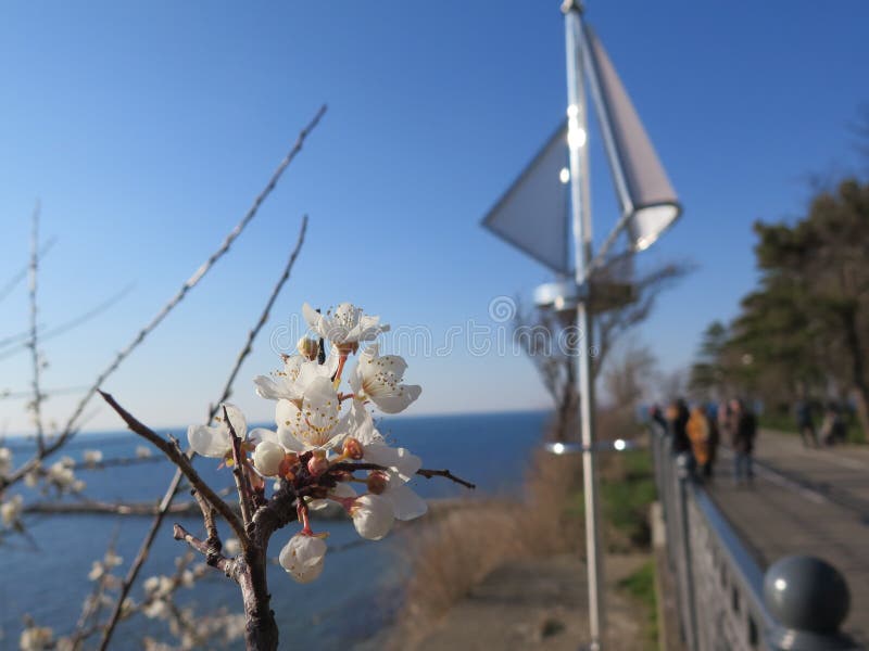 Spring flowers and sea stock photo. Image of nature - 188582720