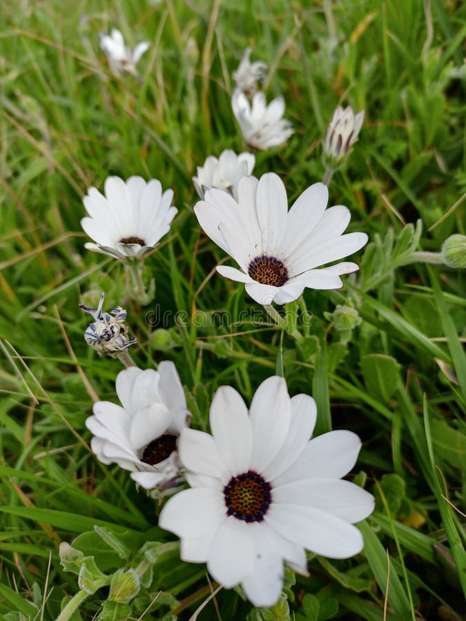 Spring Flowers 2022 September Month Stock Image - Image of september ...