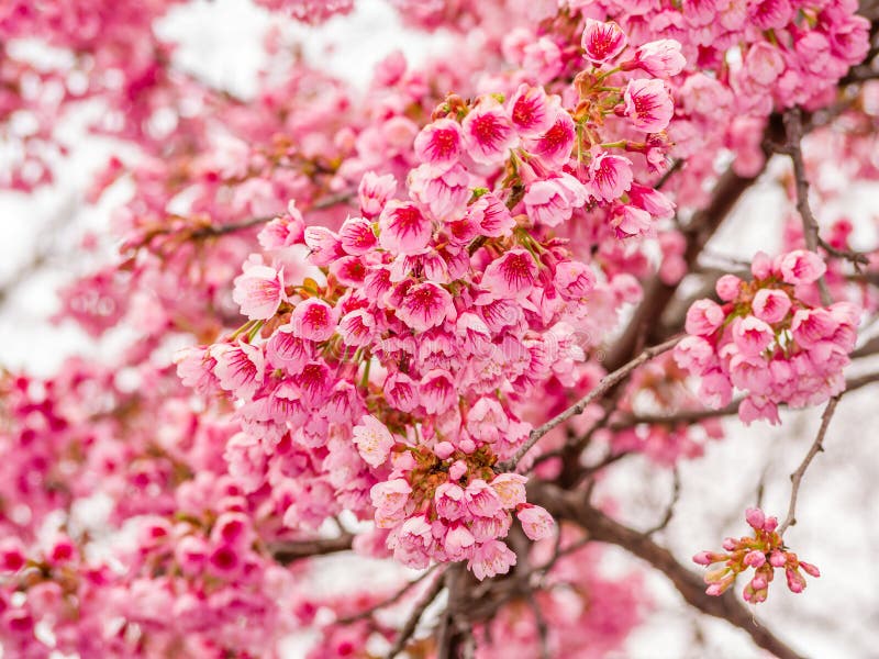 Spring Flowers Series, Beautiful Cherry Blossom Stock Image - Image of ...