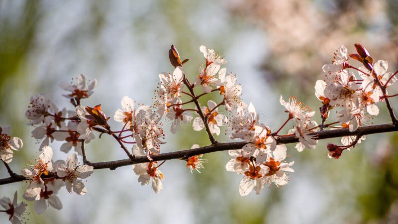 Spring Flowers Series, Beautiful Cherry Blossom Stock Photo - Image of ...