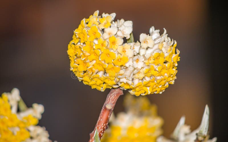 Spring Flowers Series: Oriental Paperbush Stock Photo - Image of fresh ...