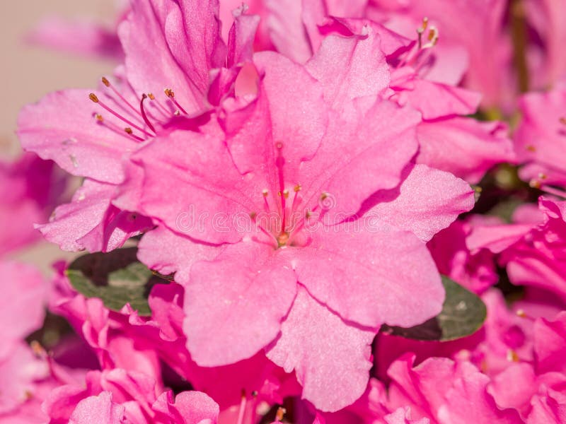 Spring Flowers Series, Pink Azalea Flowers Stock Image - Image of ...