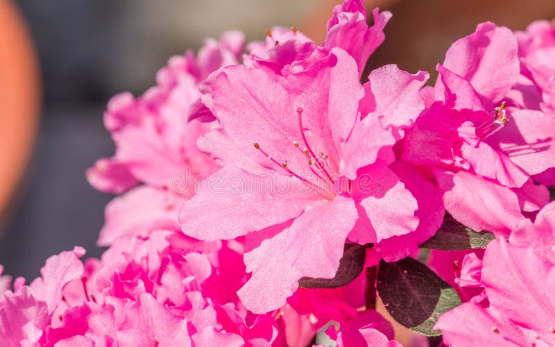 Spring Flowers Series, Pink Azalea Flowers Stock Image - Image of bush ...