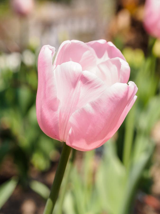 Spring Flowers Series, Pink Tulips. Stock Image - Image of flowers ...