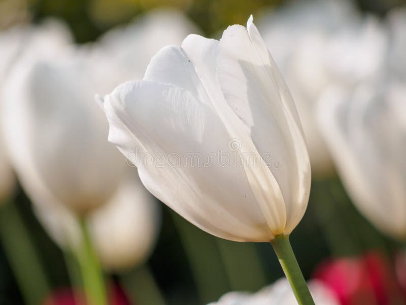 Spring Flowers Series, Single White Tulip in Field Stock Photo - Image ...