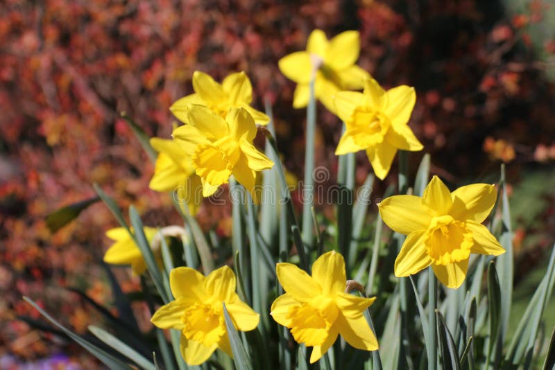 Spring flowers stock image. Image of flowerbed, gardening - 38996981