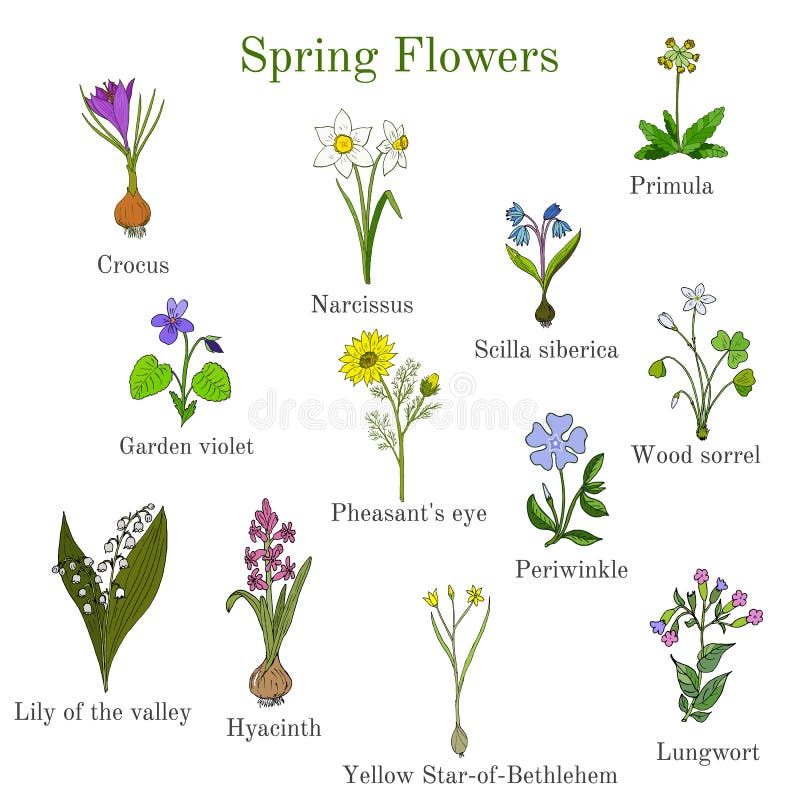 Spring flowers set stock vector. Illustration of pheasant - 88823956