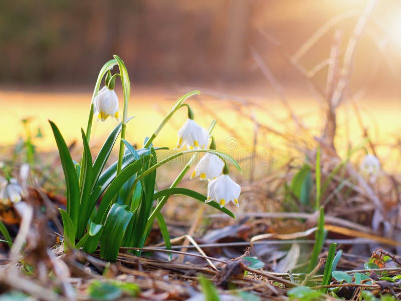 Spring Flowers in the Shining Sunlight , Leucojum Vernum, Called Spring ...