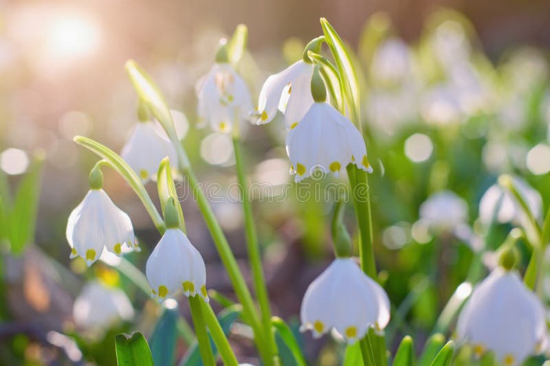 Spring Flowers in the Shining Sunlight , Leucojum Vernum, Called Spring ...