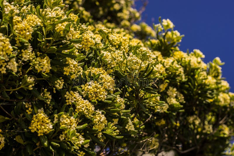 Spring Flowers stock image. Image of green, nature, genoa - 40015057