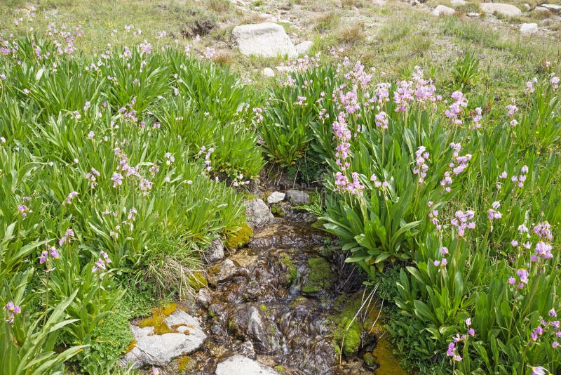 Flowing spring stock image. Image of clean, green, silky - 3298671