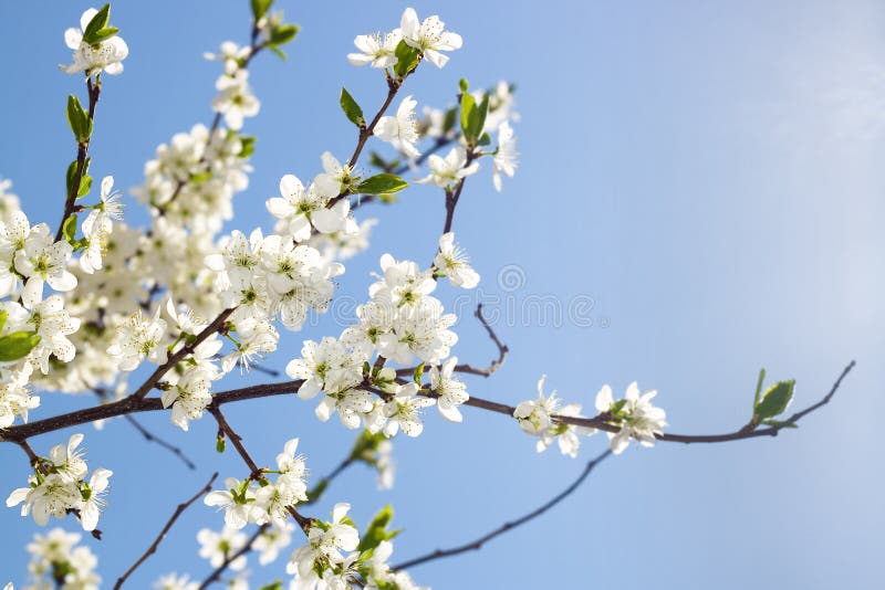 Spring window stock photo. Image of spring, interior, wooden - 682864