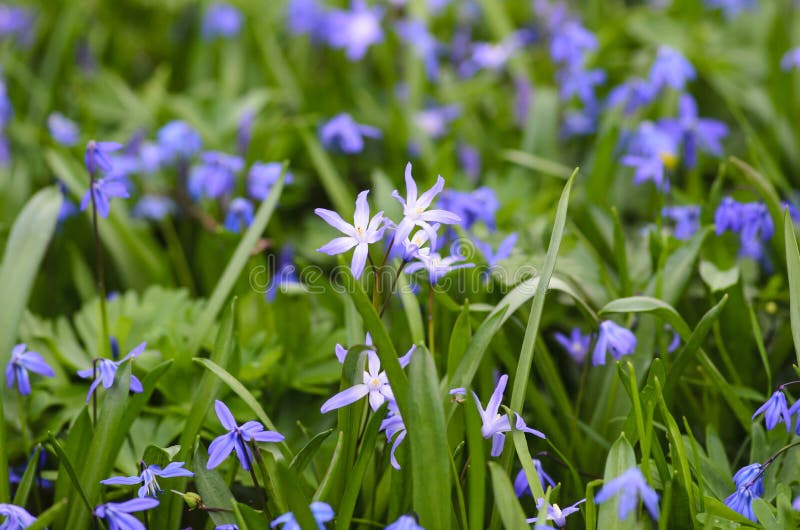 Spring Flowers stock image. Image of blue, weather, small - 88859139