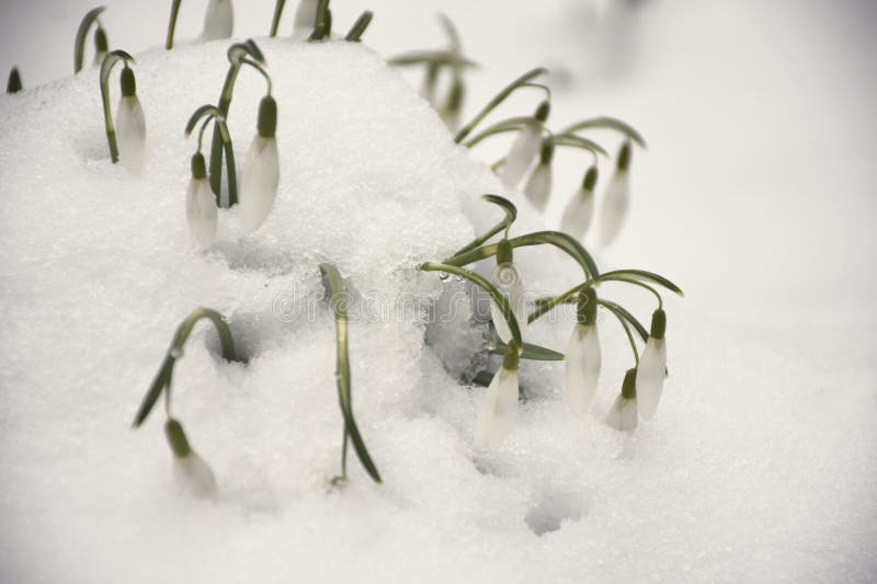 Spring Flowers Snowdrop in the Snow Stock Photo - Image of winter ...