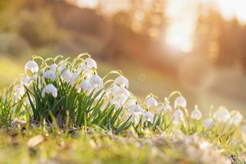 Spring Flowers Snowdrops Blooming in the Sunset Sunlight Stock Photo ...