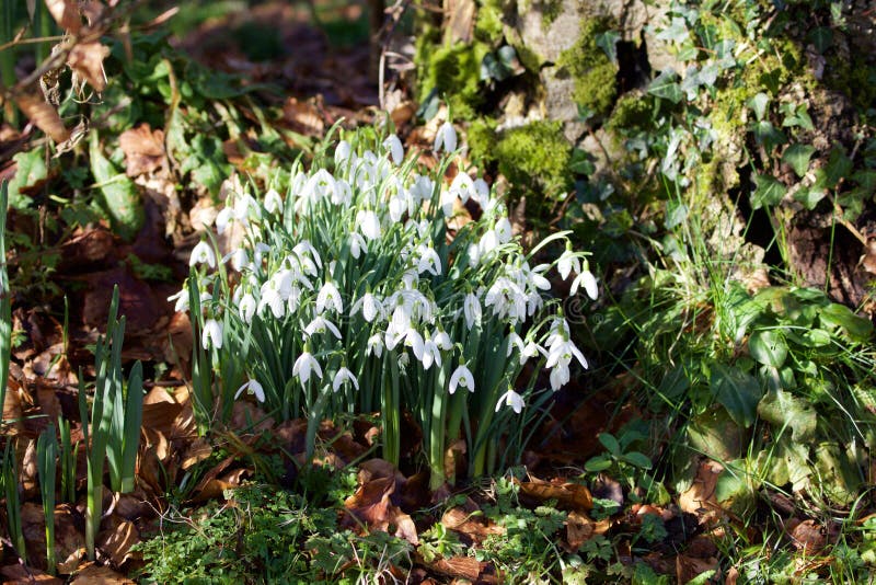Spring Flowers Snowdrops stock photo. Image of breaking - 97363462