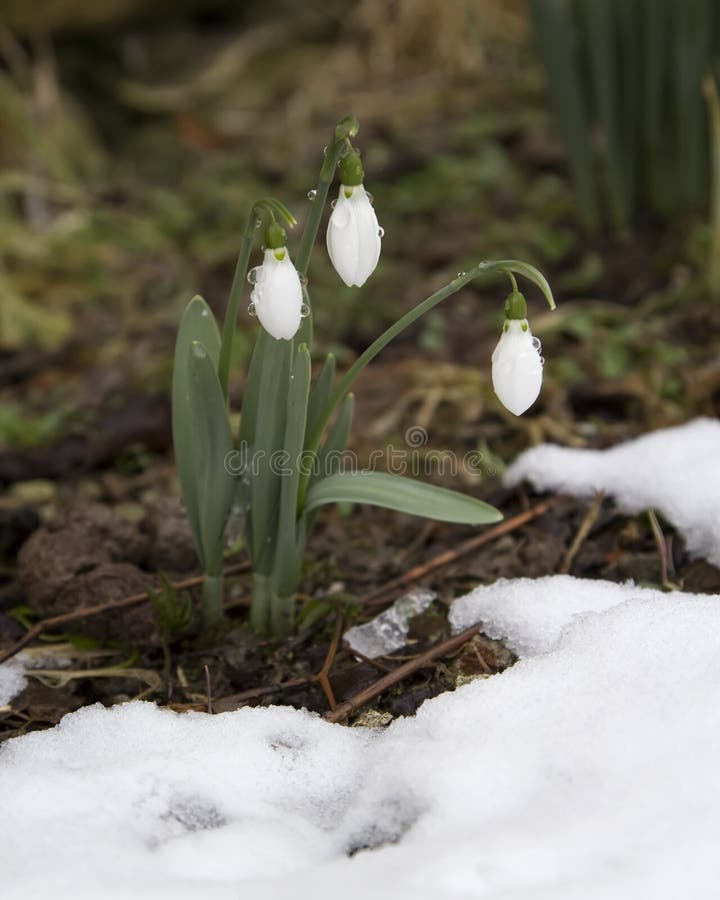 Spring Flowers Snowdrops (Galanthus) in a Forest in Spring Stock Image ...