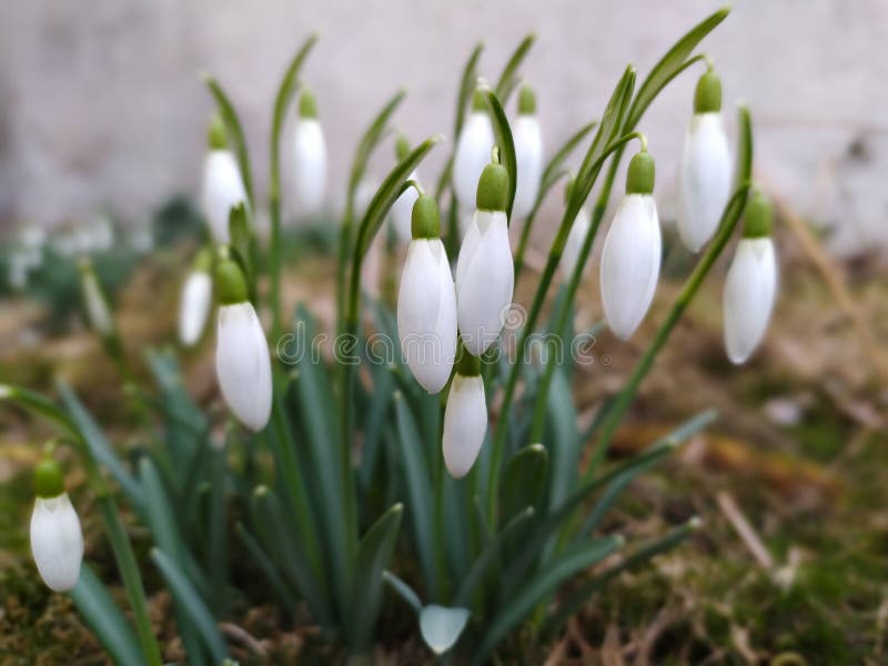 Spring flowers snowdrops stock image. Image of green - 173037189