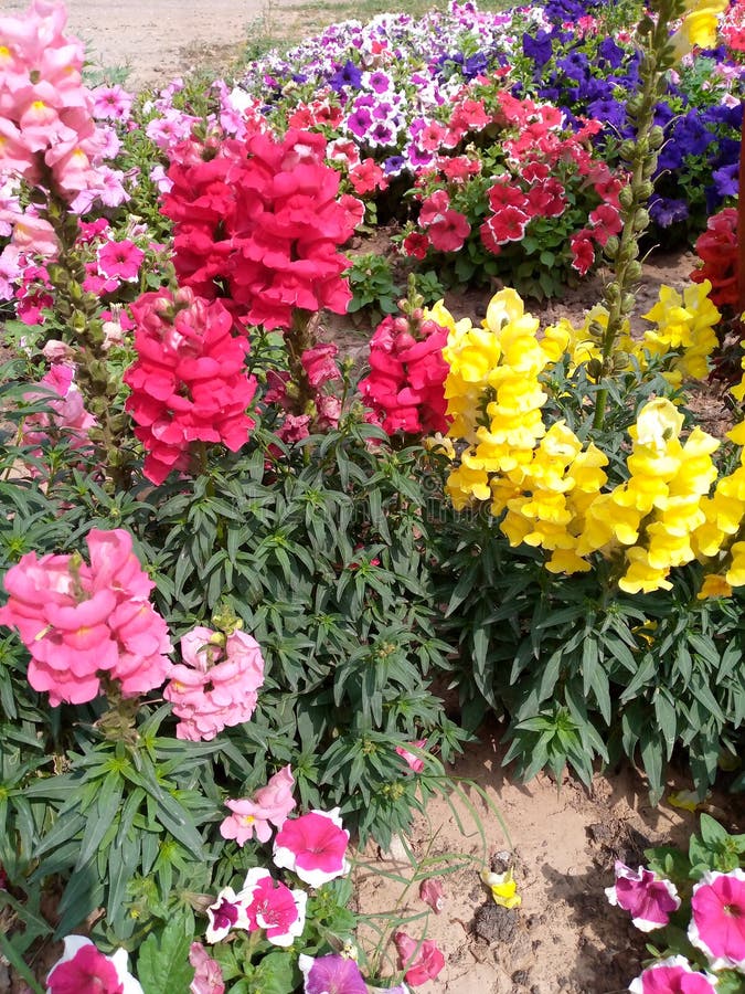 Spring Flowers are Spreading There Magic Stock Image - Image of shrub ...