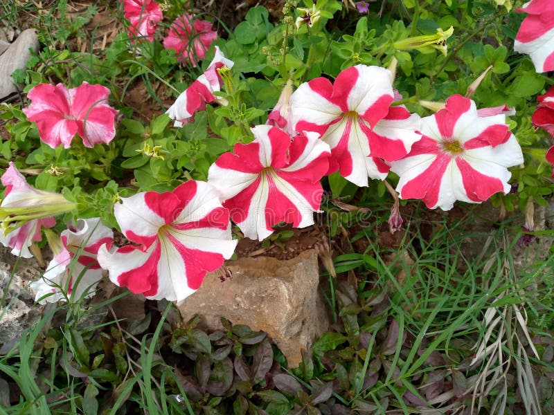 Spring Flowers are Spreading There Magic Stock Image - Image of tree ...